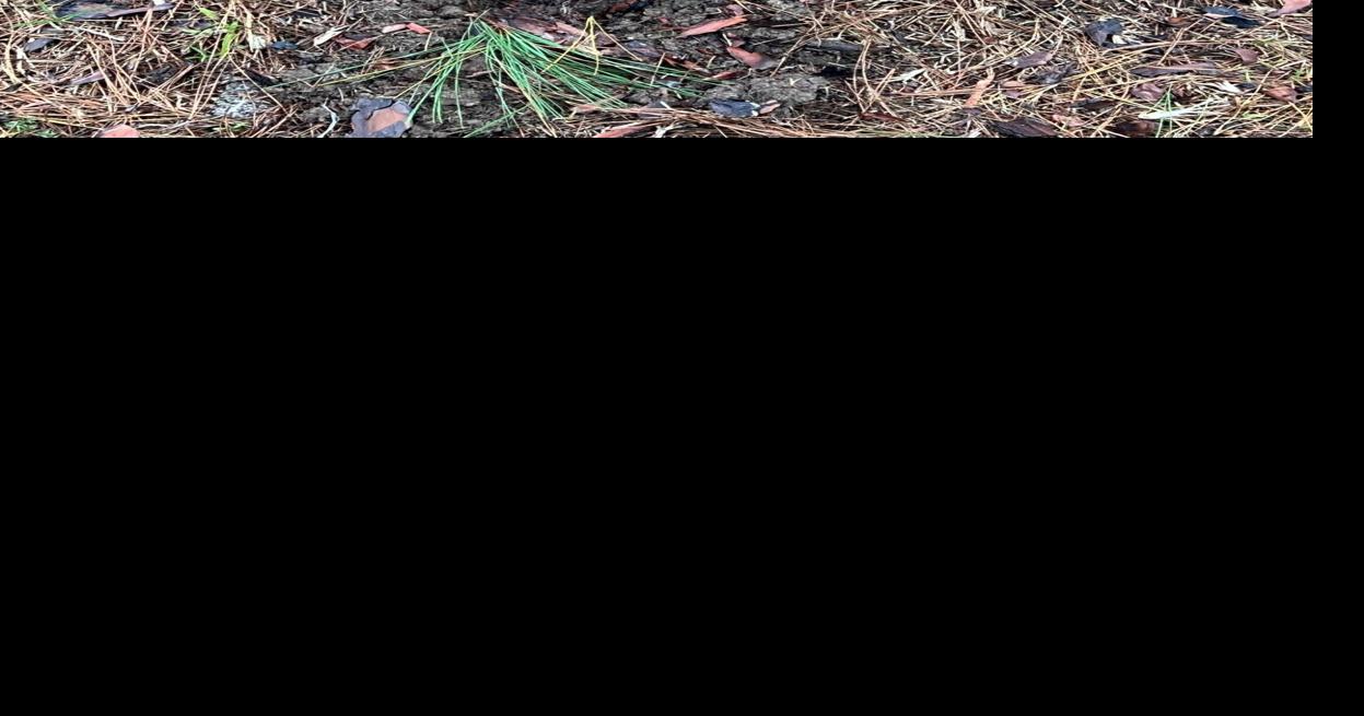 Lightning strikes pine tree near home in Plain Dealing | News | ktbs.com