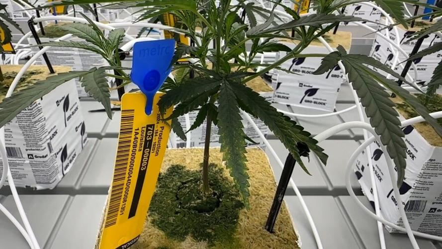 Medical marijuana grower: Pop-up booth at H&H was legal, appropriate ...