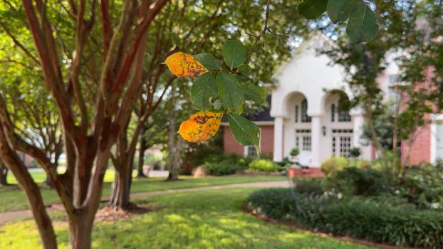Fungal disease turning crape myrtle leaves red, orange, yellow | Johnette’s Garden Club | ktbs.com