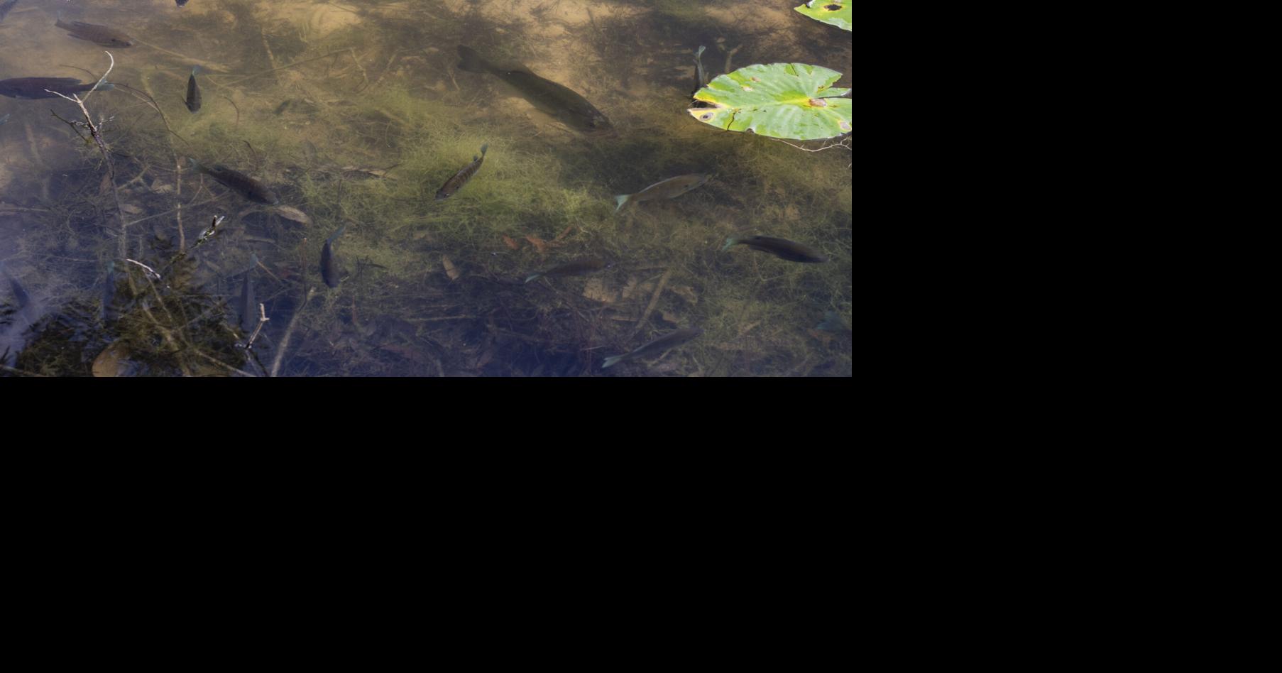 State biologists work to restore Toledo Bend fish habitat with native ...