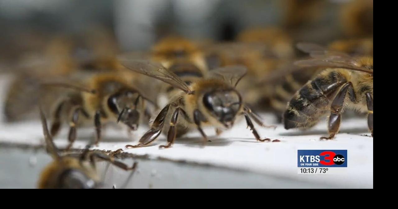 Bossier beekeeper working to combat global bee decline | Community ...