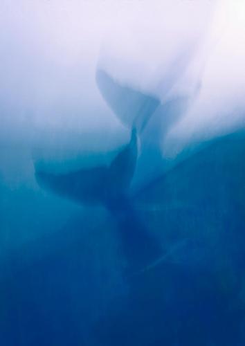 Sightings of two whale species offers fresh survival hope | National ...