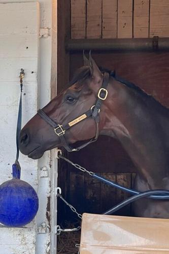 Kentucky Derby contender Honor Marie has Texarkana ties | News | ktbs.com