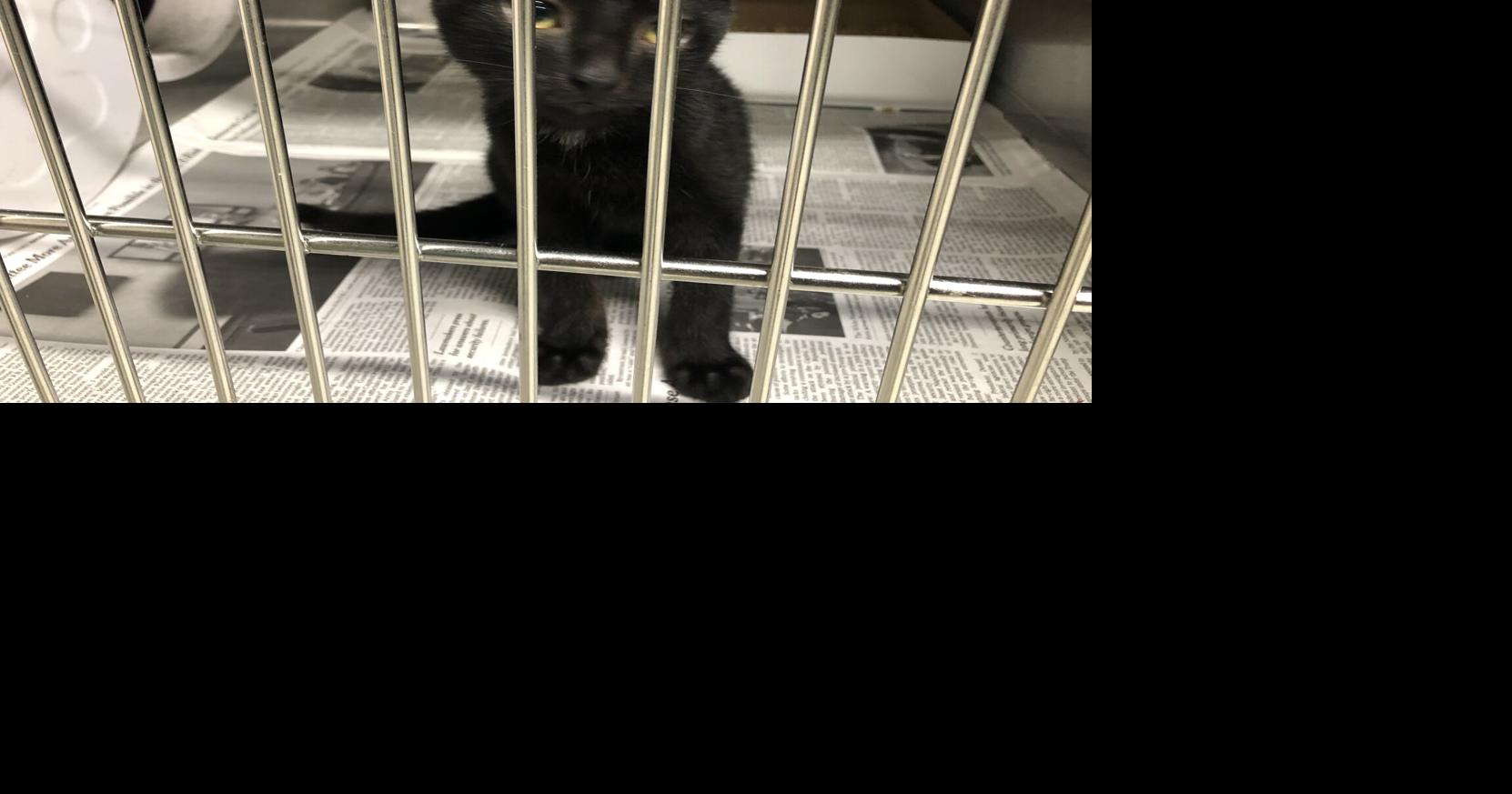 Caddo animal shelter wants your help | Community | ktbs.com