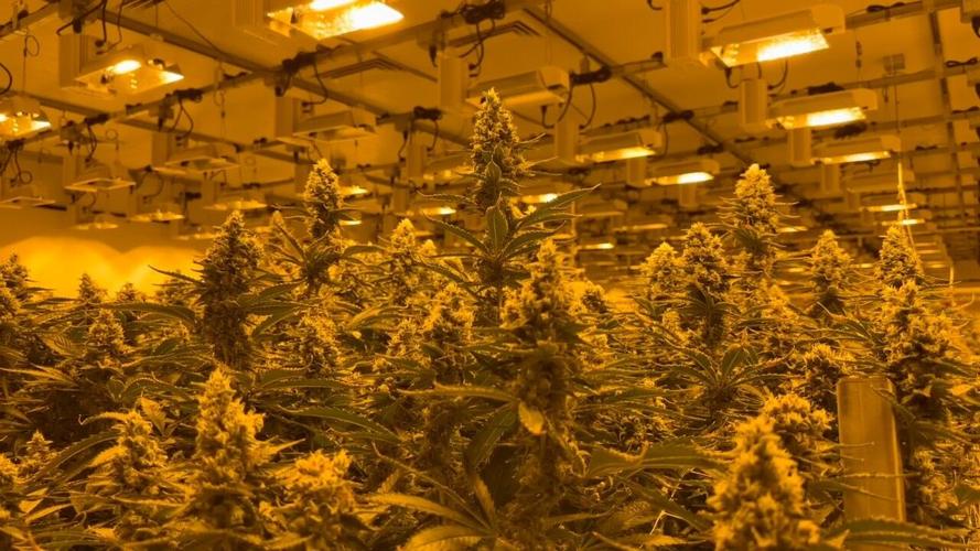 Medical marijuana grower: Pop-up booth at H&H was legal, appropriate ...