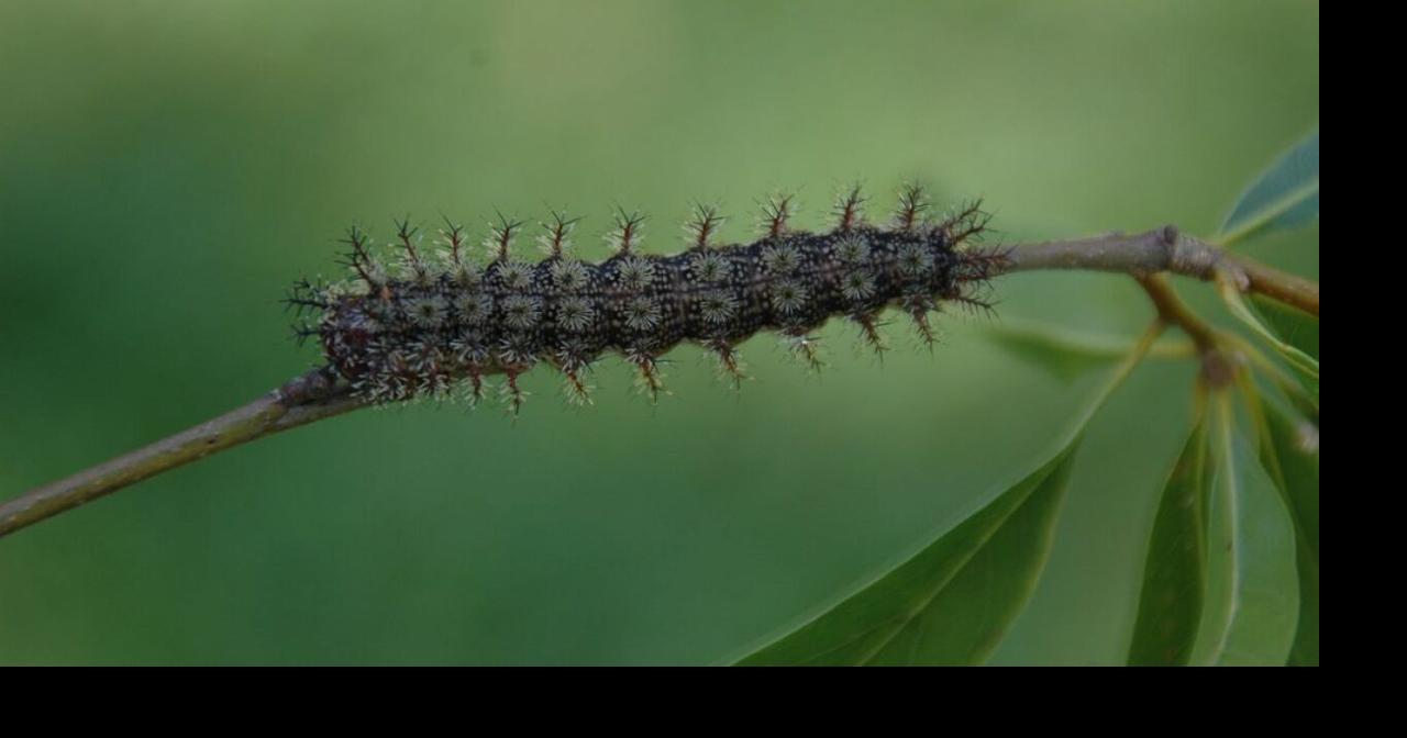 Stinging buck moth caterpillars return for spring season | Seasonal ...