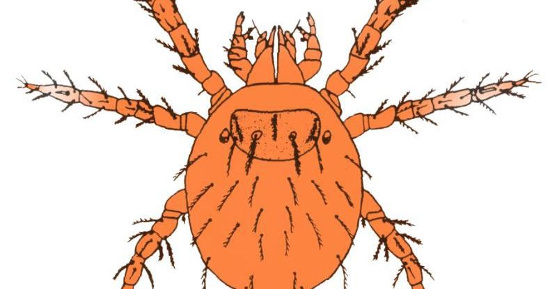 Chiggers...taking the fun out of Summer | ArkLaTex In-Depth | ktbs.com