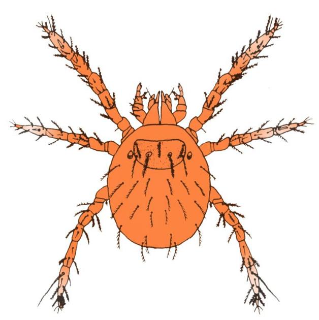 Chiggers...taking the fun out of Summer | ArkLaTex In-Depth | ktbs.com