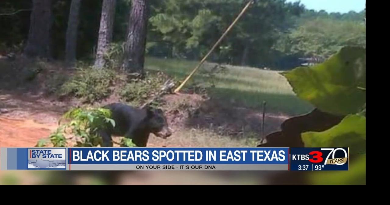 TPWD warns of black bear sightings confirmed in East Texas | News ...
