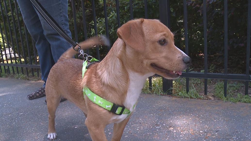 Animal rescue groups in NWLA battle parvo outbreak | ArkLaTex In-Depth ...