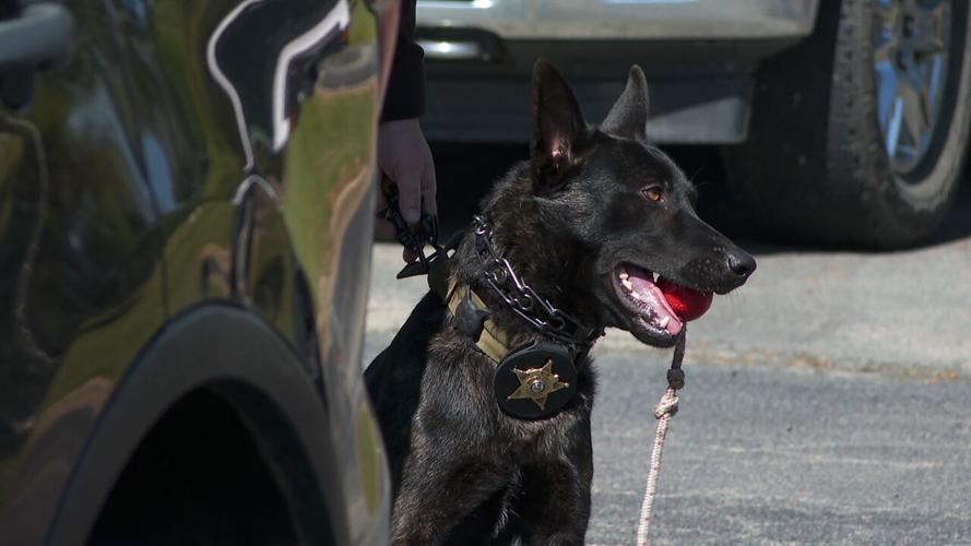 Miller County Sheriff's Office welcomes K9 Officer Jett | Texarkana ...