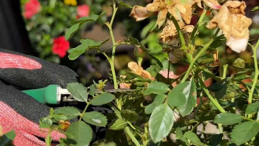 knockout rose tree pruning