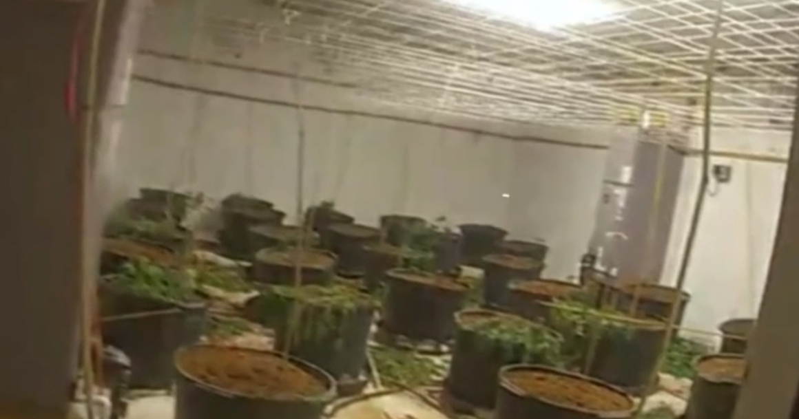 Explosion leads to discovery of 'significant' marijuana grow in Upshur ...