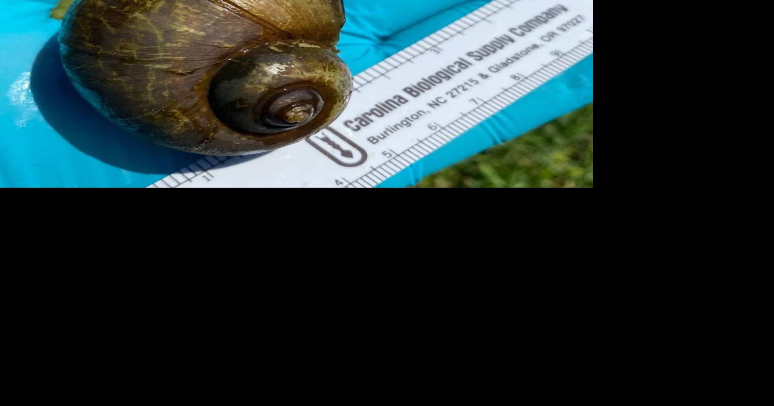 Invasive Apple Snail found in live crawfish shipments | News | ktbs.com