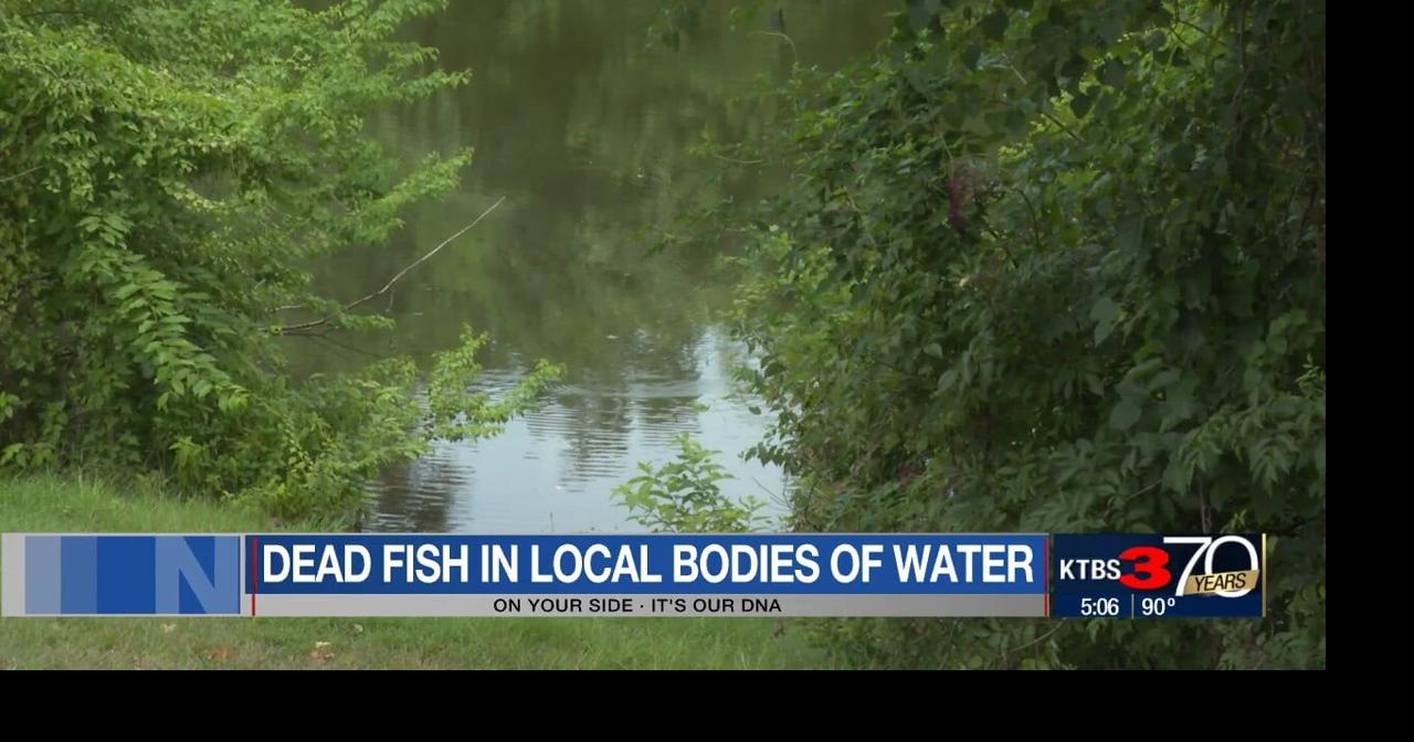 Dead fish showing up in Caddo, Bossier waterways | News | ktbs.com
