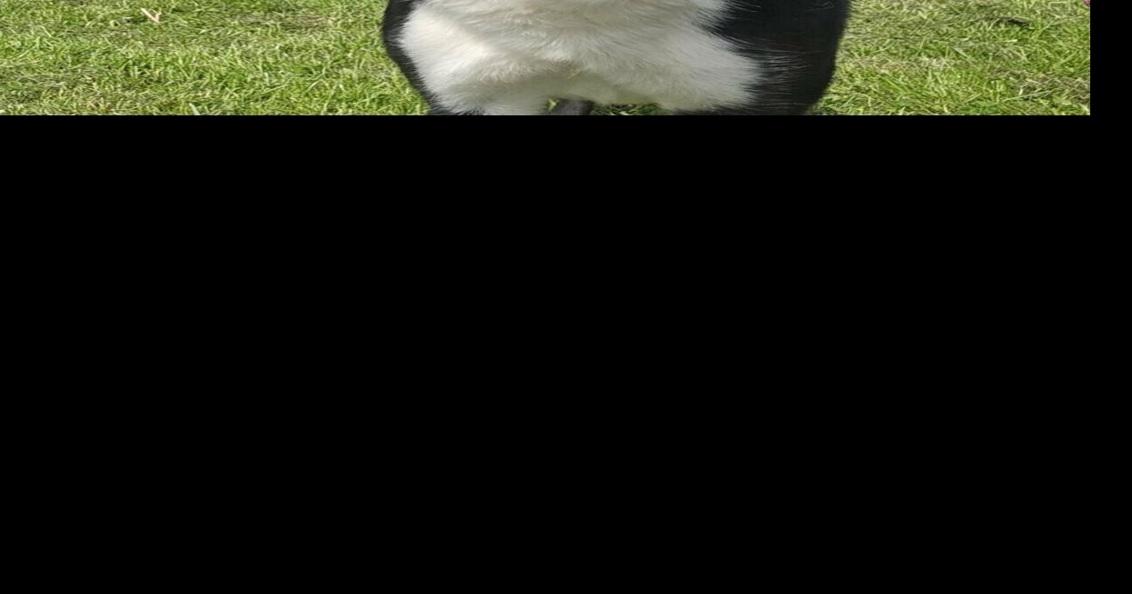 Dog tired of sheep life now wants to be with humans | National | ktbs.com