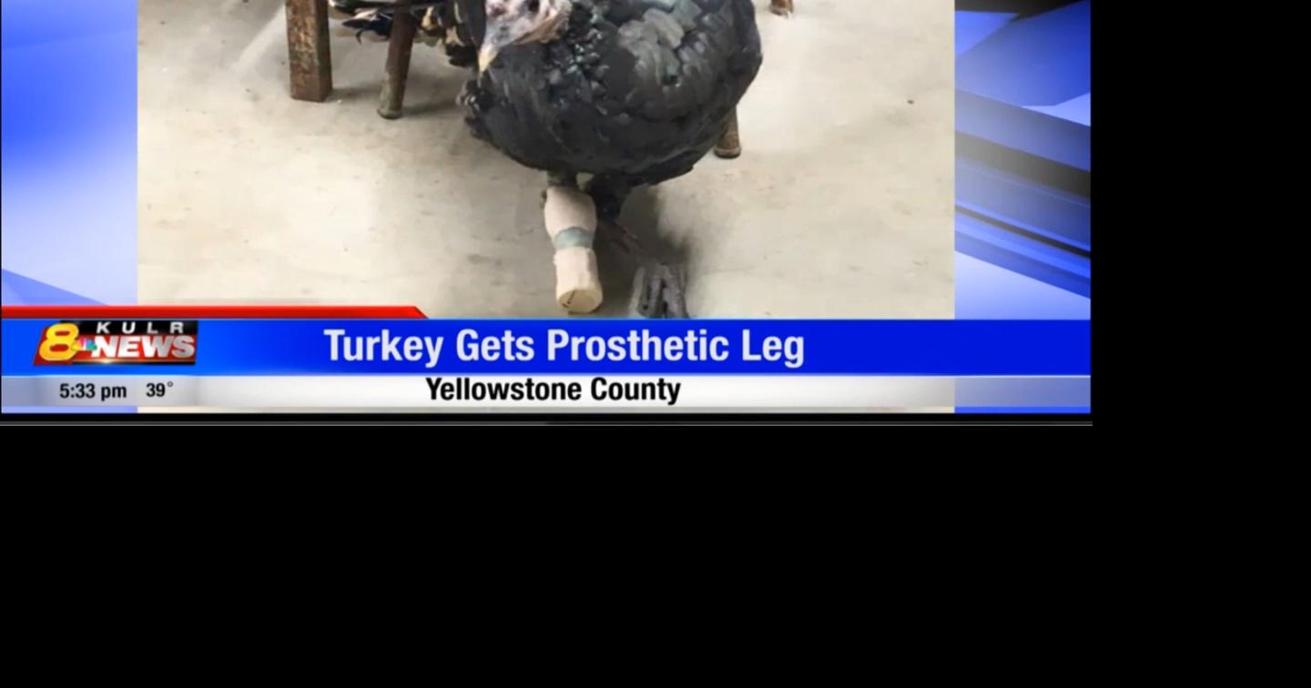 Turkey receives prosthetic leg | Billings News | kulr8.com