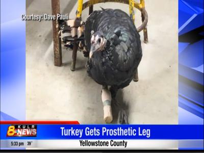 Turkey receives prosthetic leg | News | kulr8.com