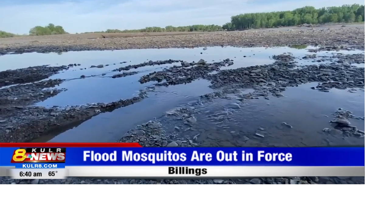 'It's been a pretty impressive mosquito year in many parts of the state ...