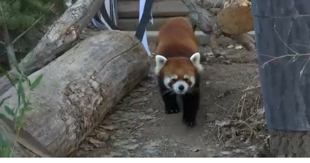 ZooMontana's Pabu the red panda picks the Eagles as the Super Bowl LVII ...