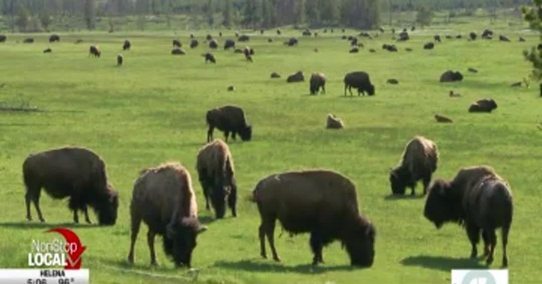Yellowstone bison rut triggers warning animals can be 'unpredictable ...