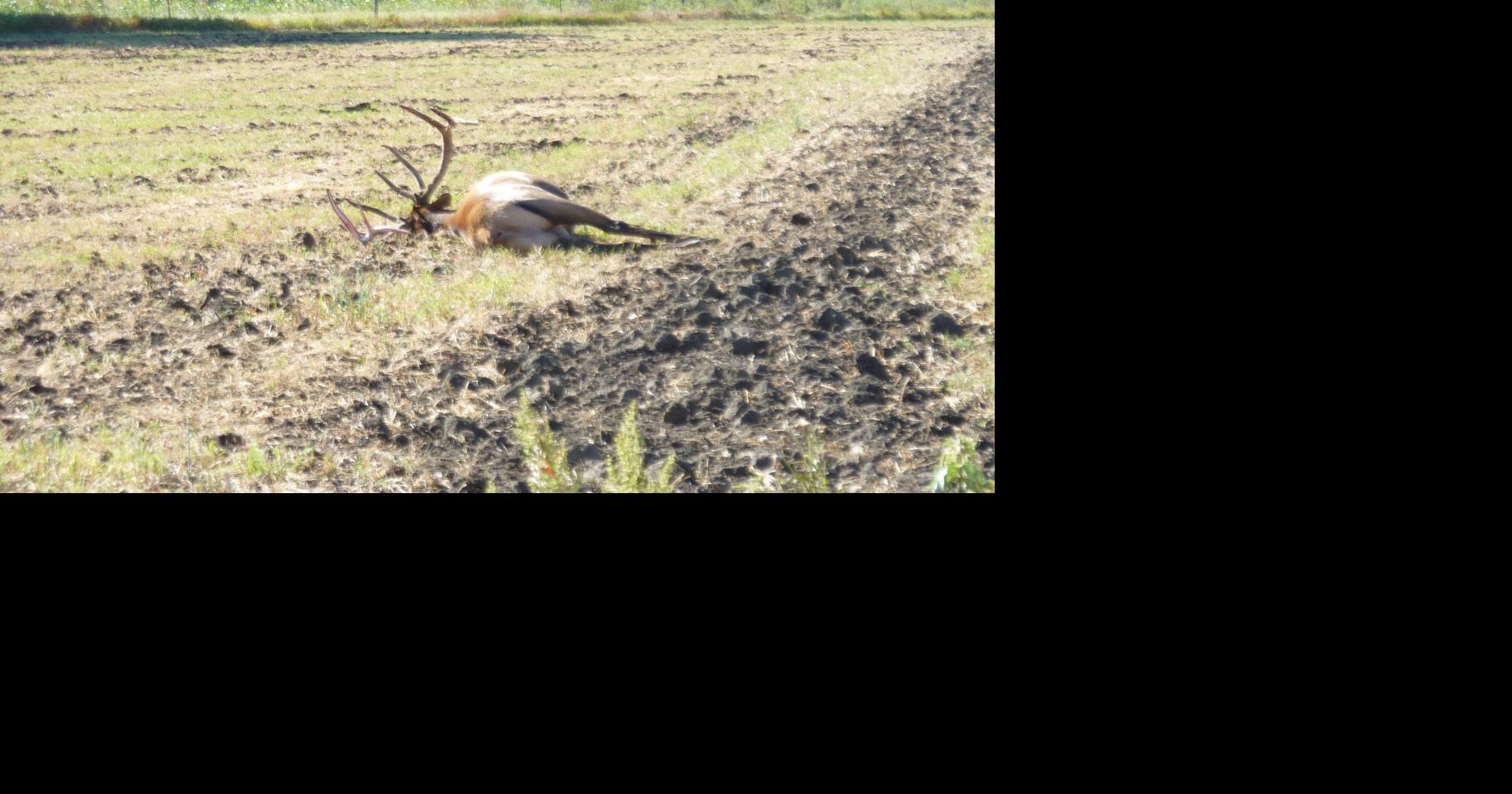 Musselshell County Sheriff's Office looking for elk poachers | Billings ...