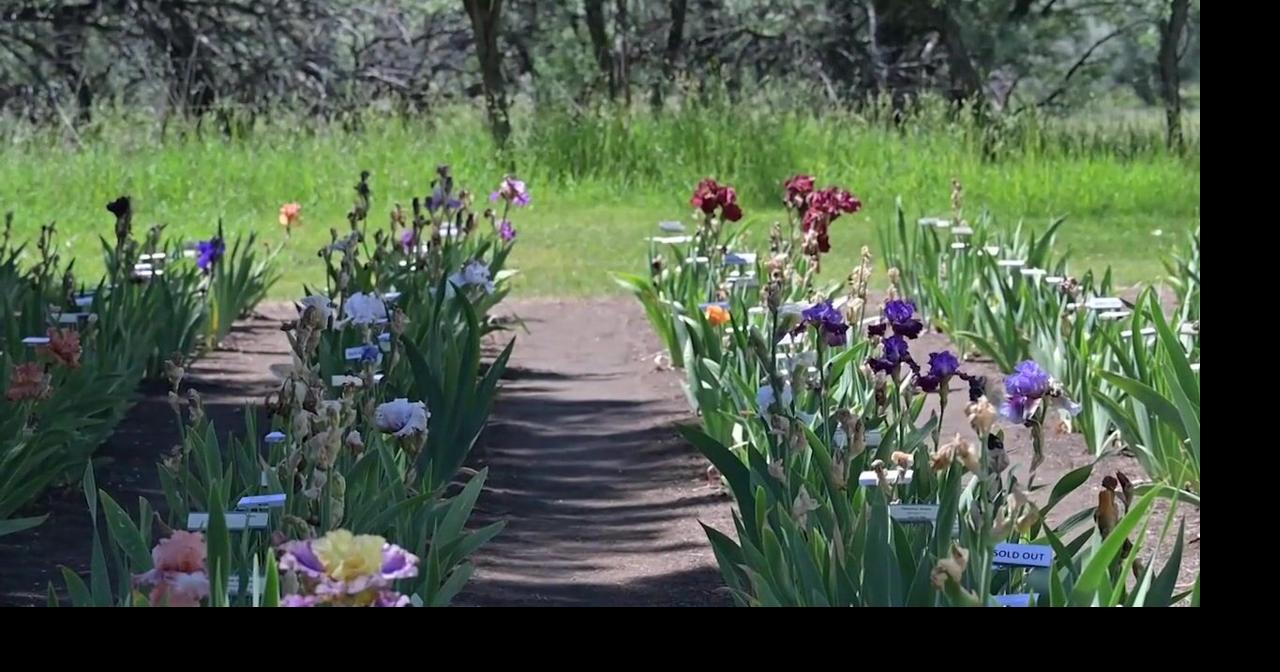 Billings iris garden marks 30 years of blooms and family | Billings ...