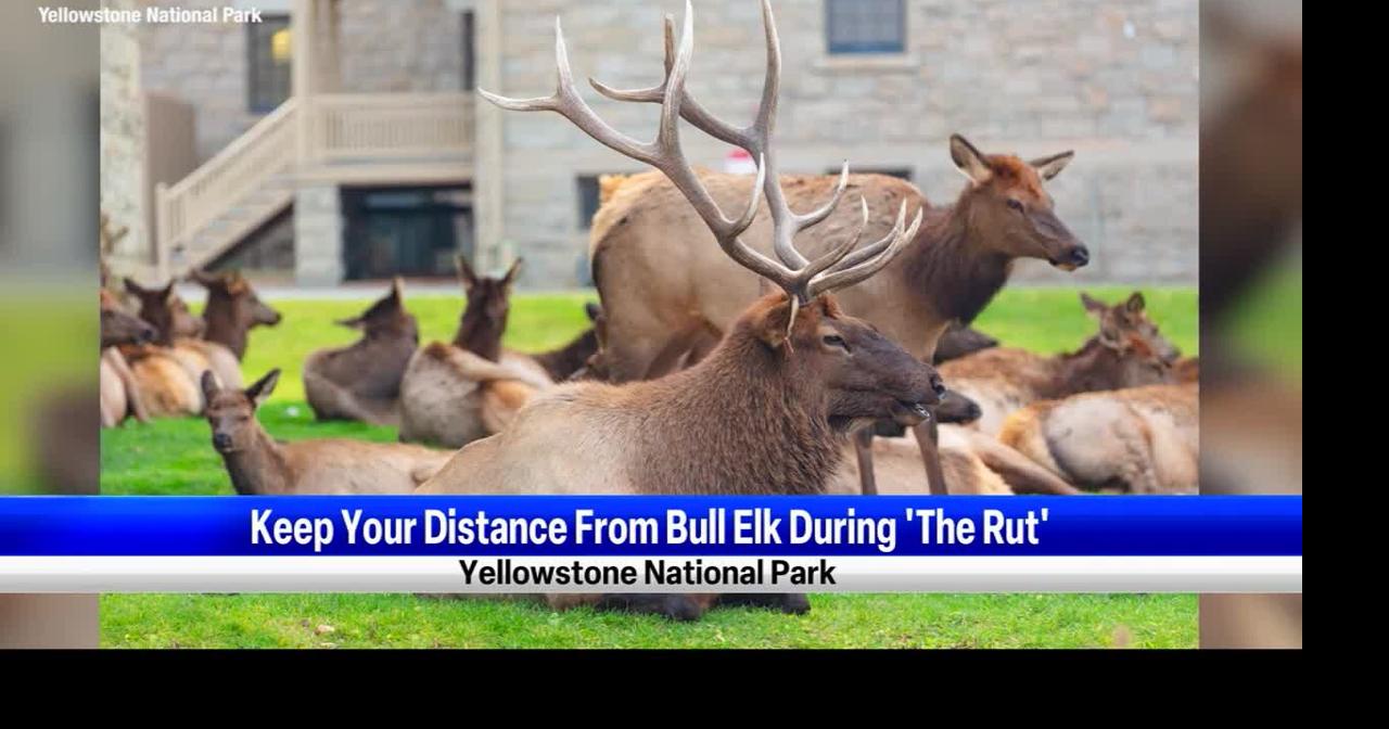 Elk rut underway in Yellowstone calls for greater distances from park ...