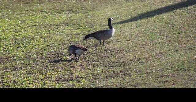 Unexplained Geese deaths prompt investigation at Laurel's South Pond ...
