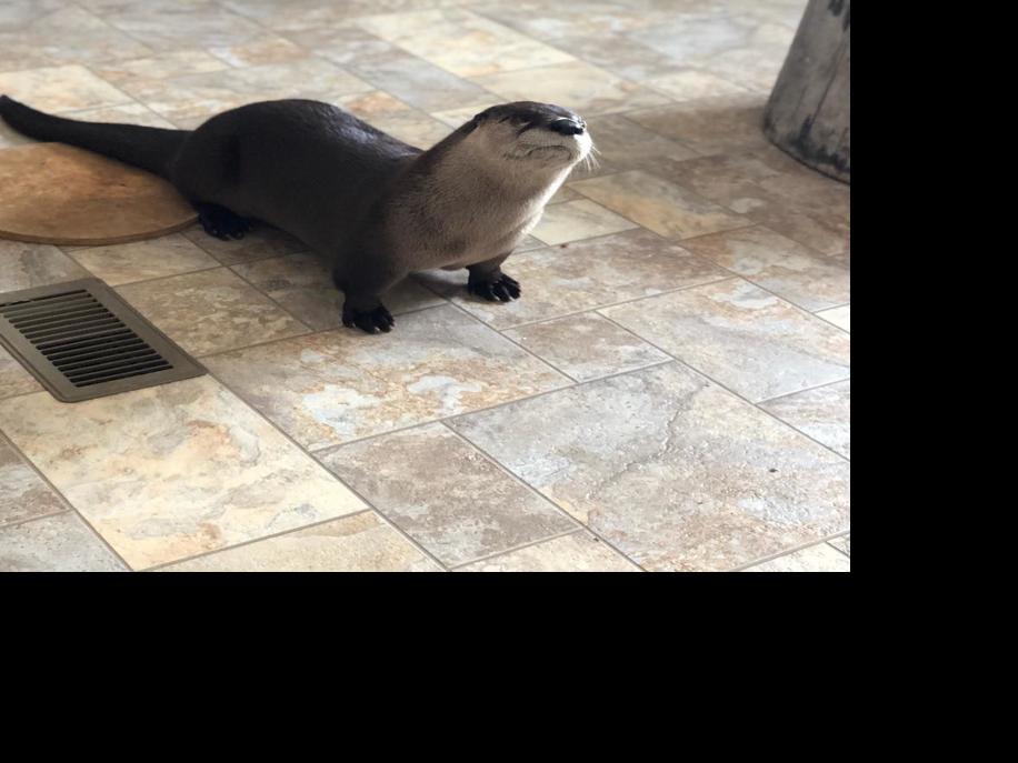 ZooMontana: Sam the otter turns 1! | News | kulr8.com