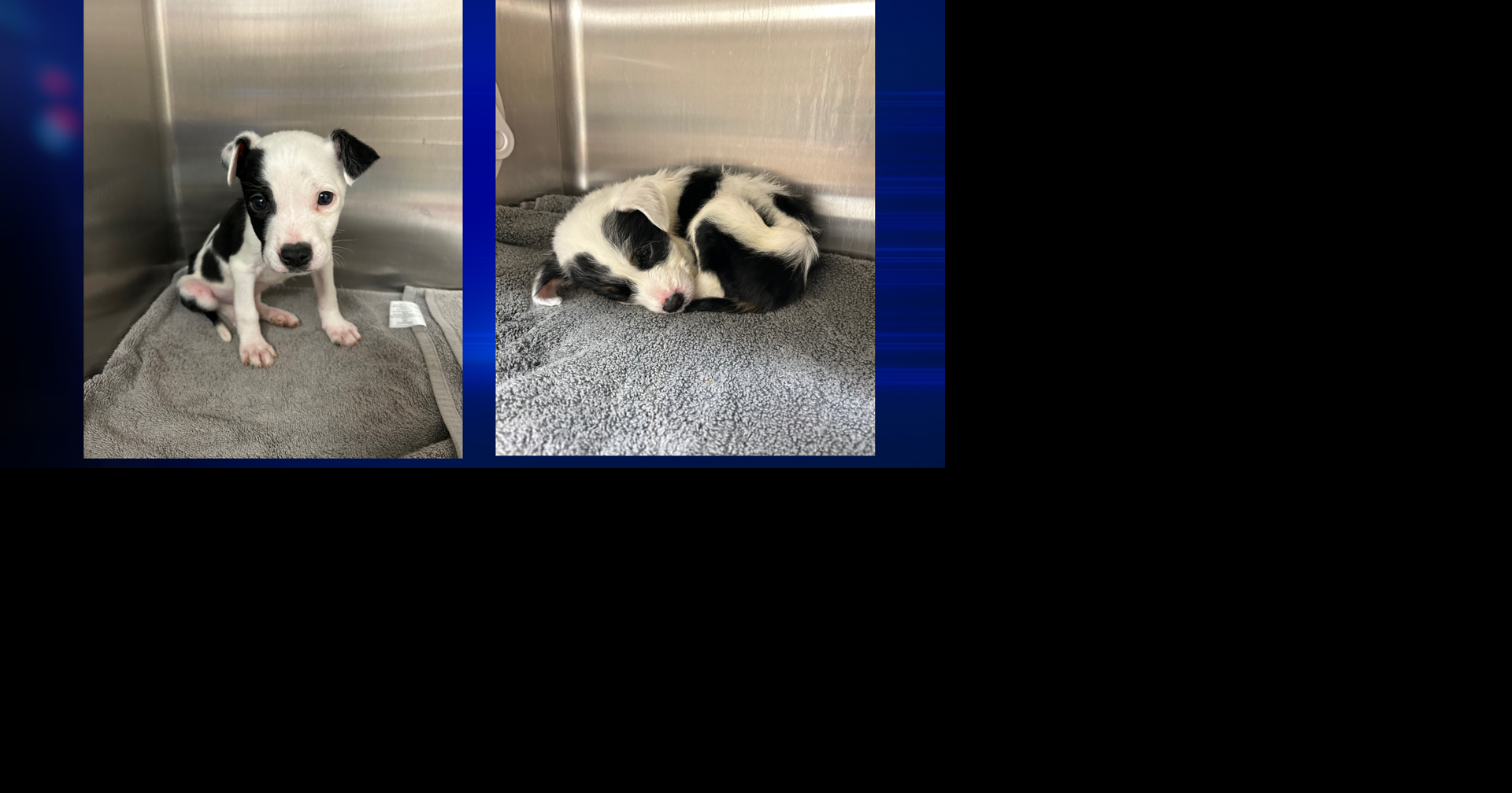 Yellowstone Valley Animal Shelter seeks urgent puppy food donations ...