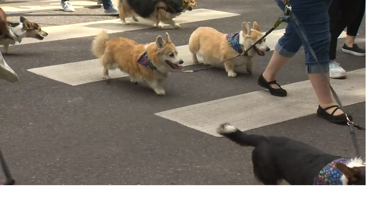 corgi walks