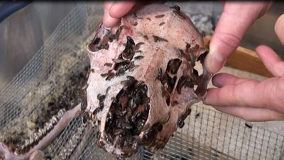 beetles that clean bones