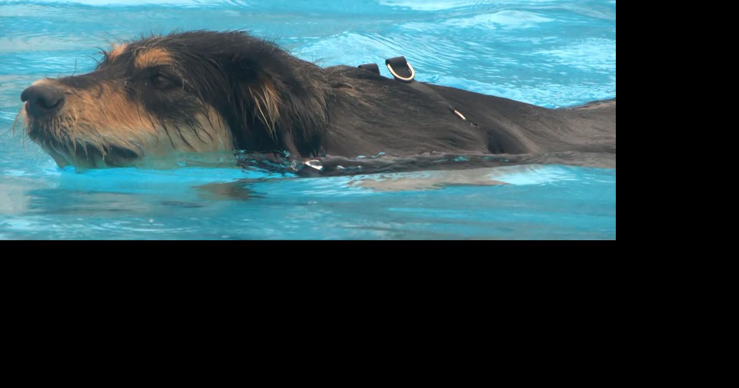 Rose Park Pool celebrates the Dog Days of Summer | Billings News ...