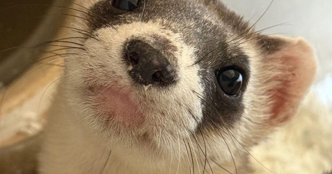 Black-footed ferret finds new home at ZooMontana | Billings News ...