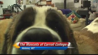 Meet Carroll College's living mascots | Archives | kulr8.com