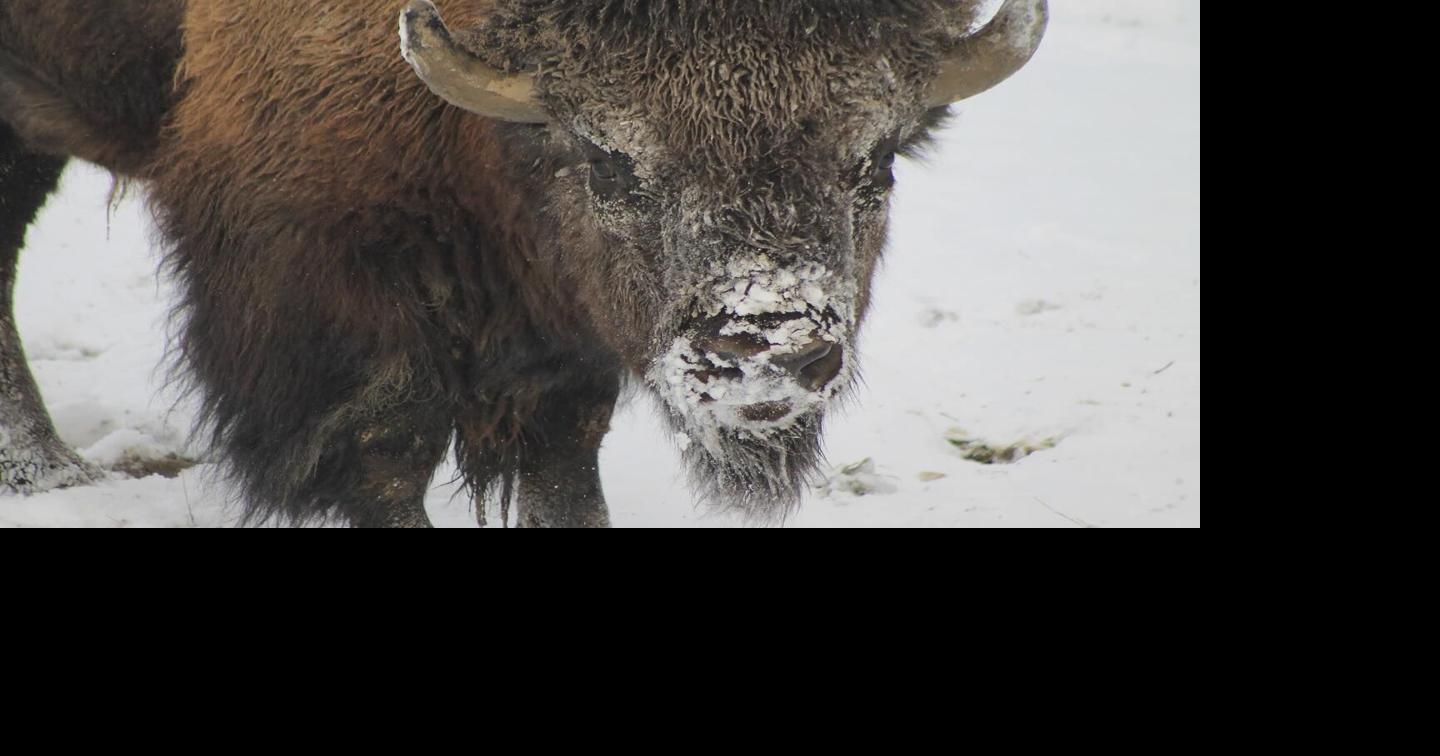 USA Today recognizes Zoo Montana as one of the top 20 zoos in the ...