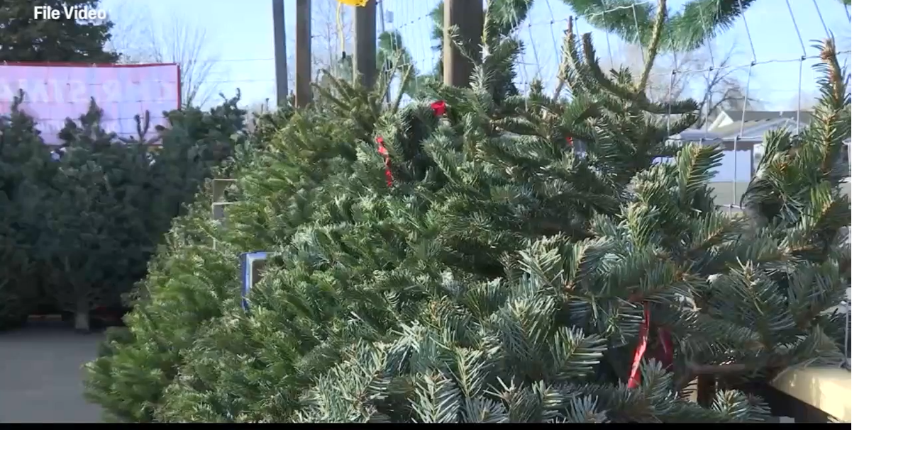 Bright 'n Beautiful's Christmas tree recycling program kicks off Dec ...