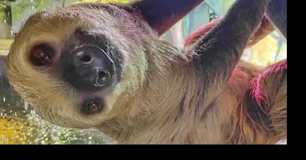 Billings introduces Winston the sloth as new Slow Down Ambassador ...