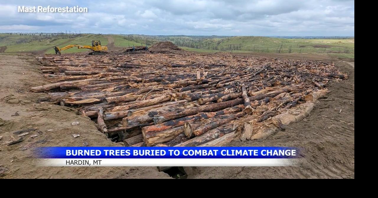 How burying burned trees underground helps land recover from Poverty ...