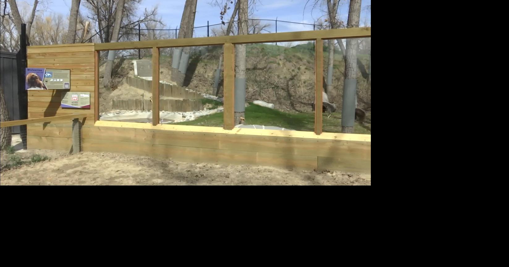 Sneak peek at ZooMontana wolverine habitat | Billings News | kulr8.com