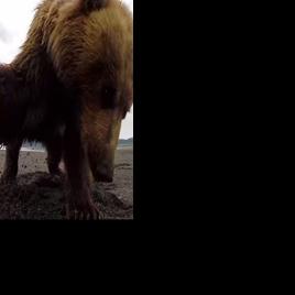 WATCH: Awesome Viral Video Shows a Grizzly Slapping a Camera | Billings News | kulr8.com