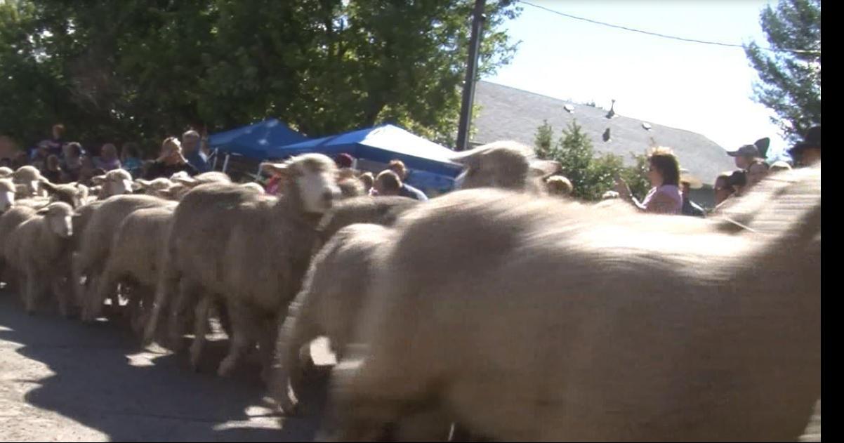 Run with sheep in Reed Point's annual Sheep Drive | Billings News ...