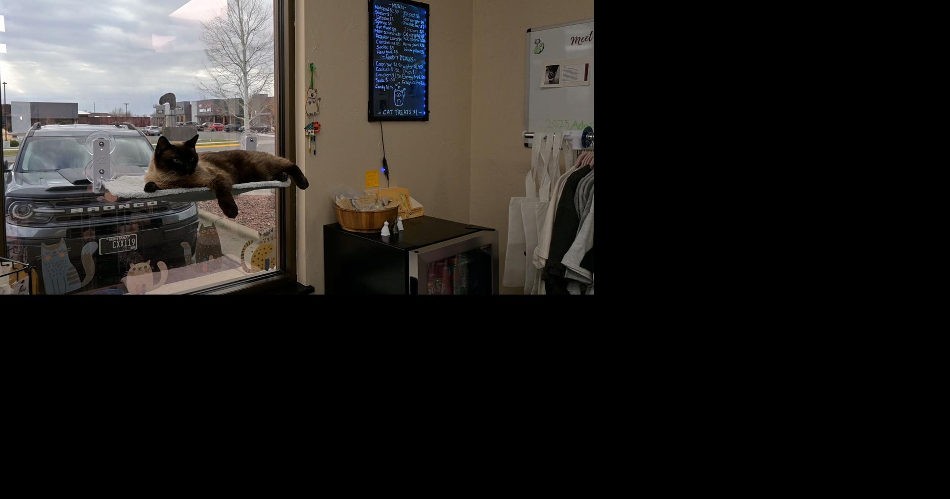 Discover Billings' Kitty Corner Cafe: A purrfect spot for relaxation and adoption | Billings ...