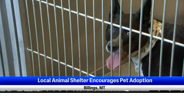 Yellowstone Valley Animal Shelter highlights pet adoption for National ...