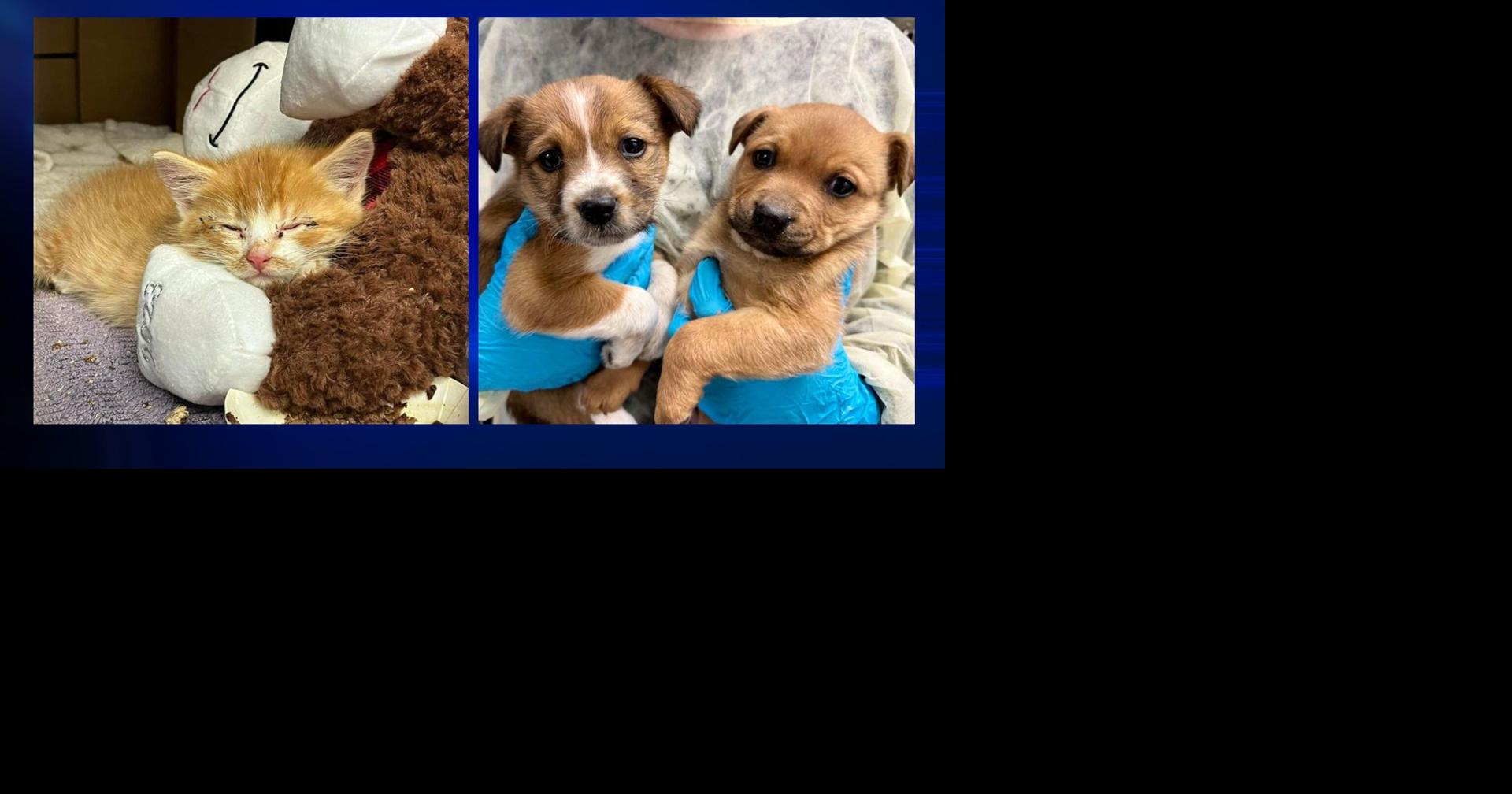 Yellowstone Valley Animal Shelter needs people to adopt pets | Billings ...