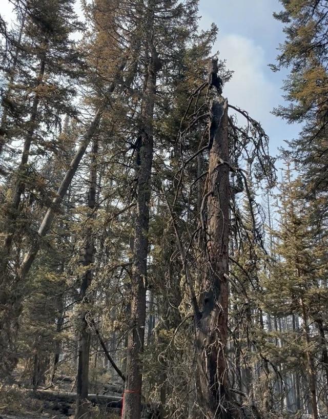 Snowfall helps contain Wyoming's Elk Fire to 97% | Fires | kulr8.com