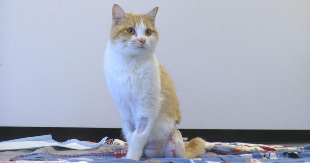 YVAS raising funds for cat named Lieutenant Dan, who lost his hind legs ...