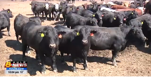 Ukraine and Russia war impact felt by farmers | Billings News | kulr8.com