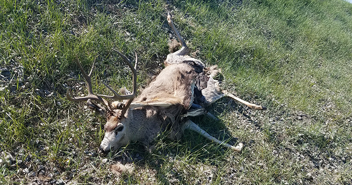 Special Mule Deer Hunt Scheduled for Roundup | Billings News | kulr8.com